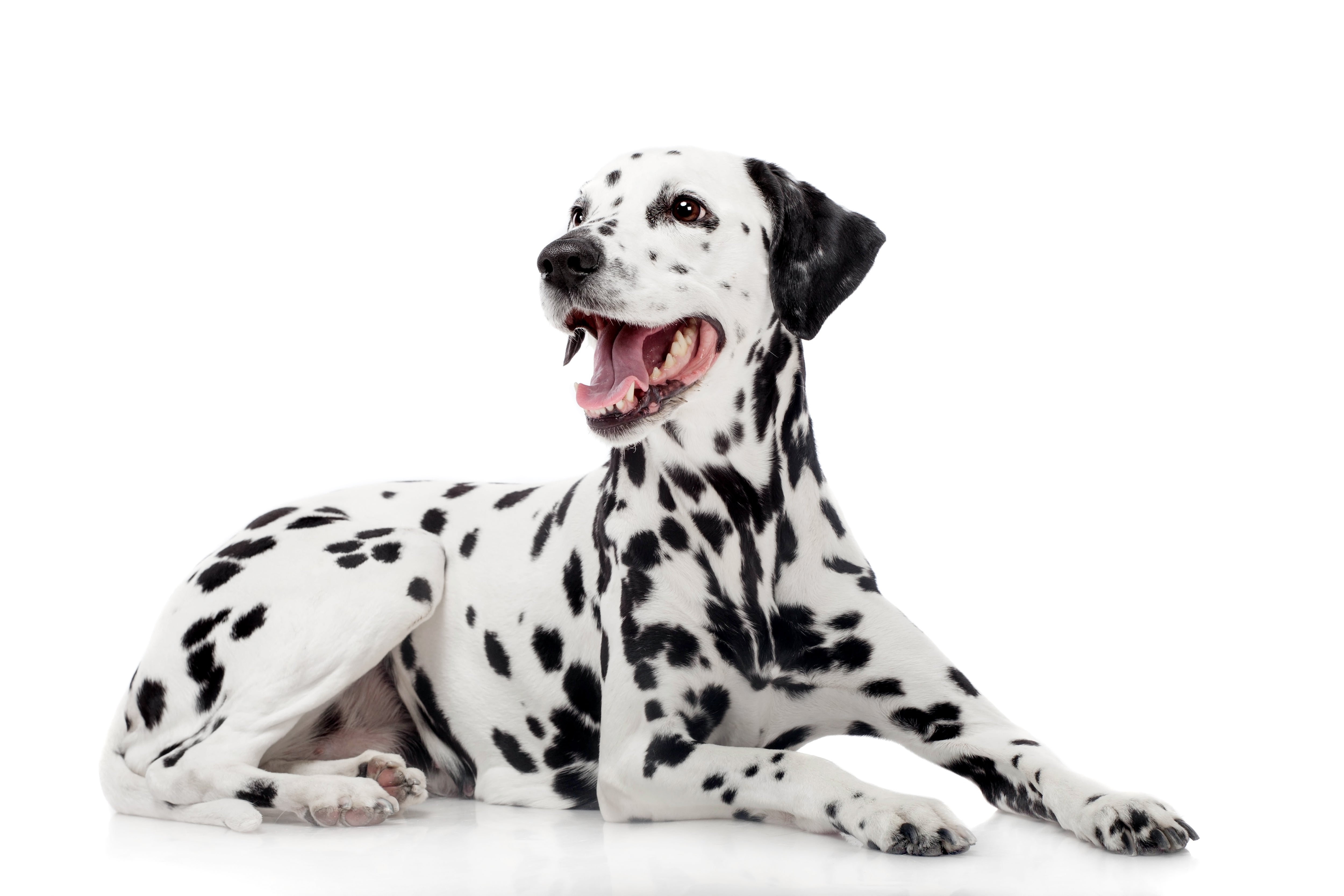 Dalmatian Dog Breed Adoption Information Petfinder